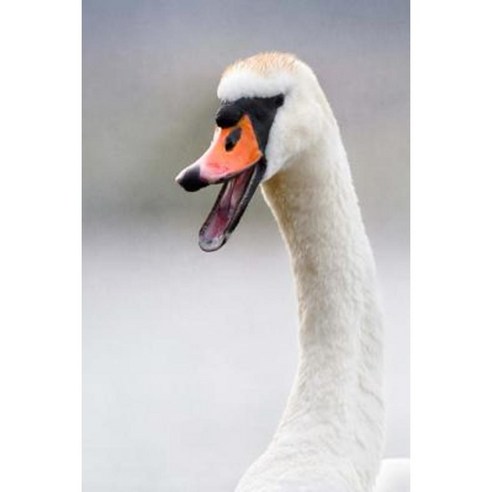 The Laughing Swan Bird Journal: 150 Page Lined Notebook/Diary Paperback ...