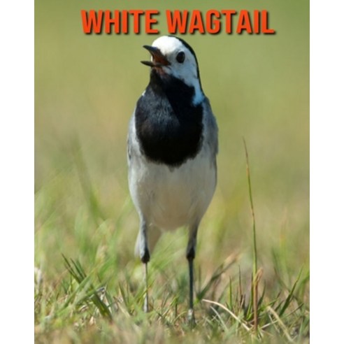 White Wagtail: Learn About White Wagtail and Enjoy Colorful Pictures Paperback,