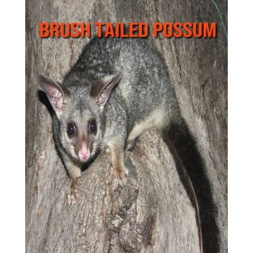 Brush Tailed Possum: Amazing Facts about Brush Tailed Possum Paperback ...