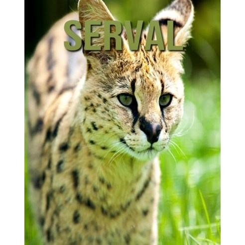 Serval: Fascinating Serval Facts for Kids with Stunning Pictures ...