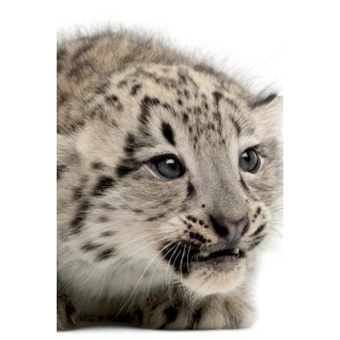 Snow Leopard Notebook & Journal. Productivity Work Planner & Idea ...